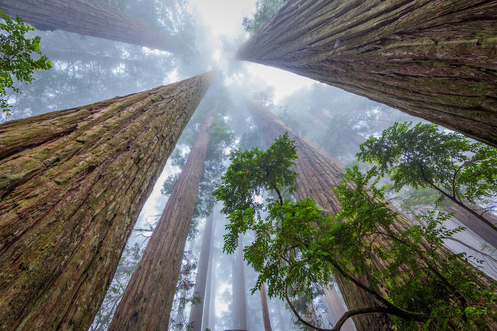 The Complete Guide to Visiting Redwood National Park - FlightTravelDiscover